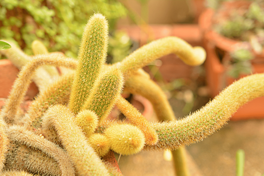 Planta rabo de macaco: como cuidar e deixá-la bela e saudável