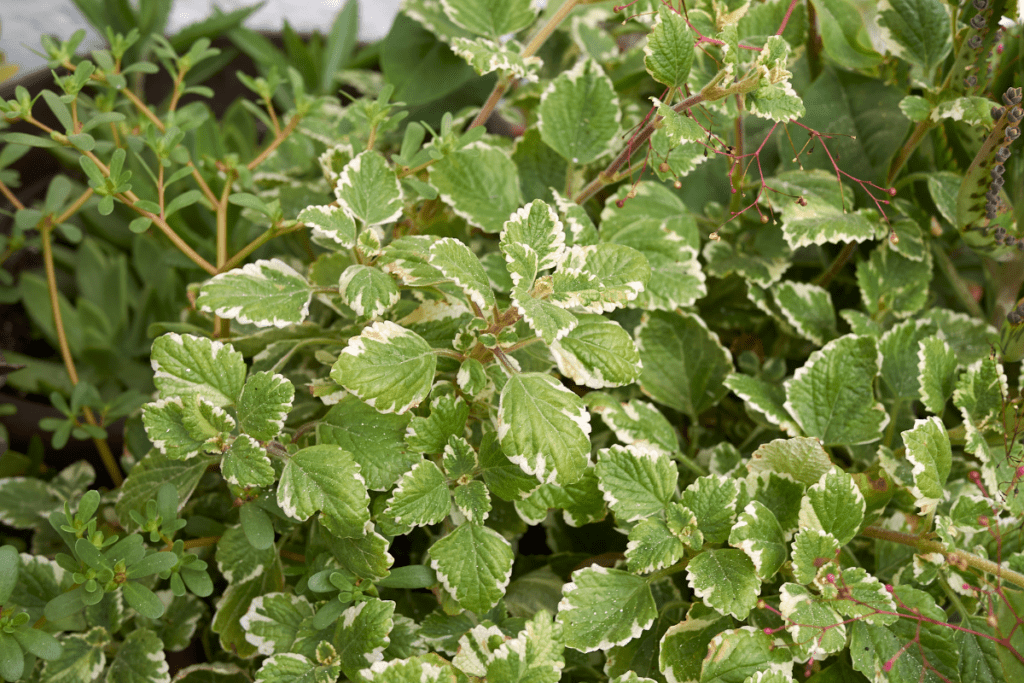 Planta dólar: como cuidar e deixá-la sempre saudável