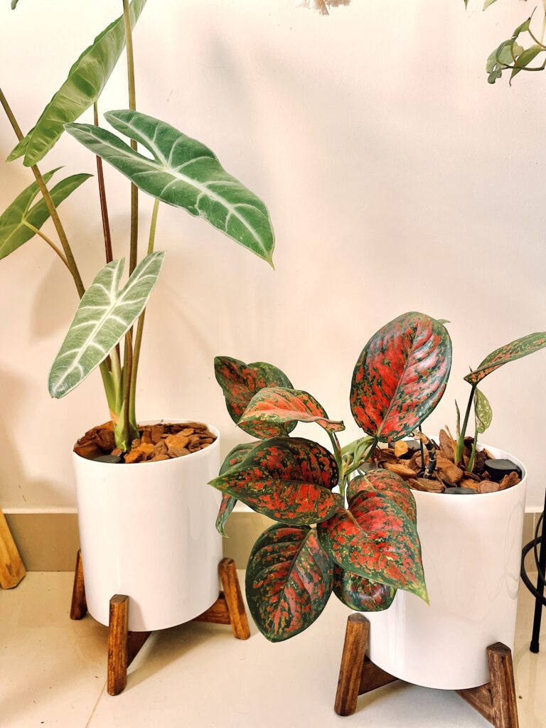 Transforme seu Ambiente com os Vasos Autoirrigáveis da Plantiê - Blog ...