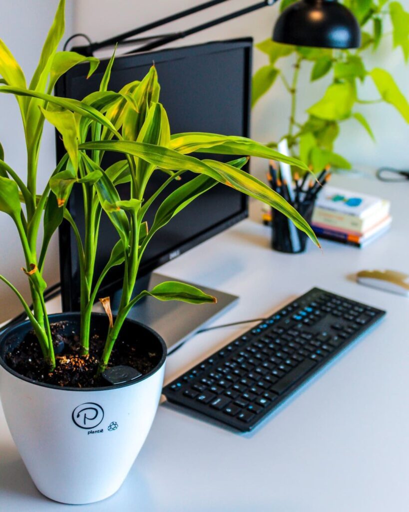 Vasos Autoirrigáveis da Plantiê: Beleza e Funcionalidade em um Só ...